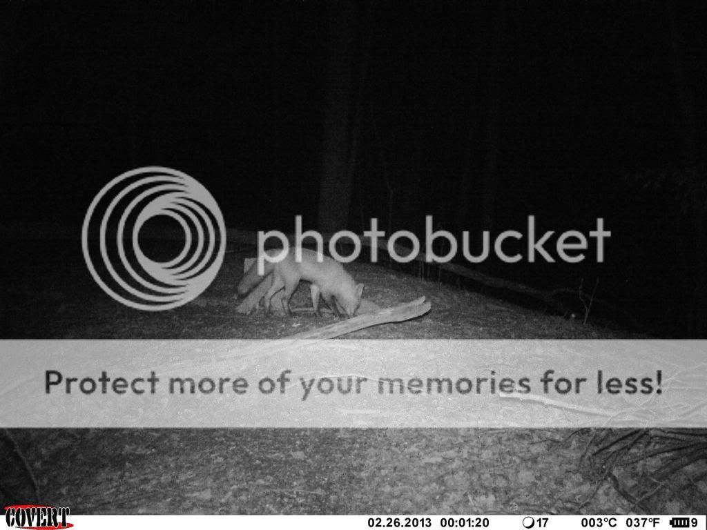 Trail Cameras / Plotwatcher Pro | Archery Talk Forum