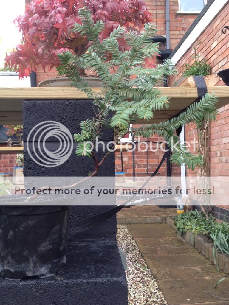 Wee Trees Bonsai Help Forum Advice for all • View topic - Yew